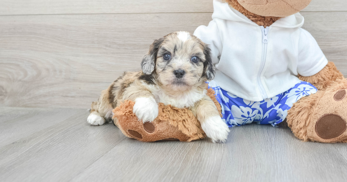 Petite Shih Poo Harvey: 5lb 2oz Doodle Puppy