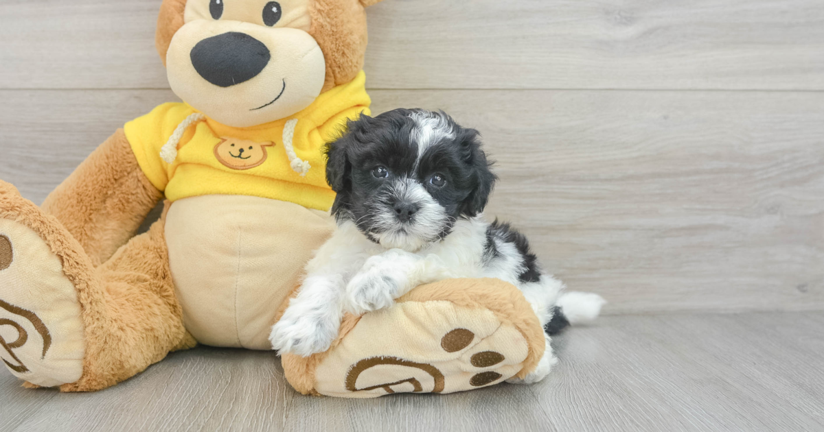 Adorable Shih Poo Harvey: 3lb 10oz Doodle Puppy