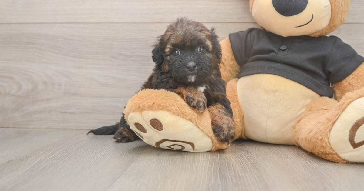 Hypoallergenic Shih Poo Harvey: 3lb 13oz Doodle Puppy