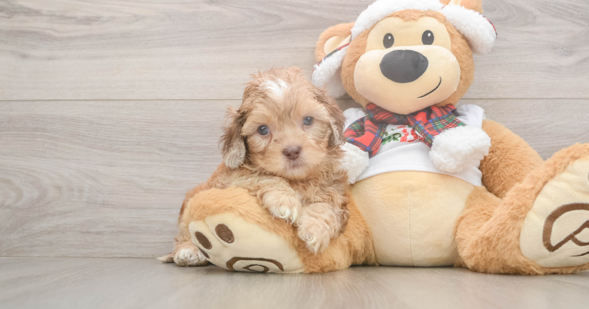 Happy Shih Poo Harvey: 5lb 11oz Doodle Puppy