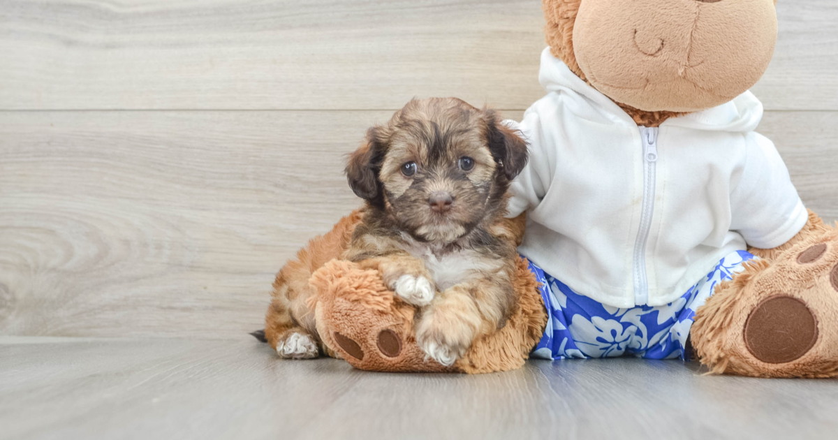 Popular Shih Poo Helen: 4lb 1oz Doodle Puppy