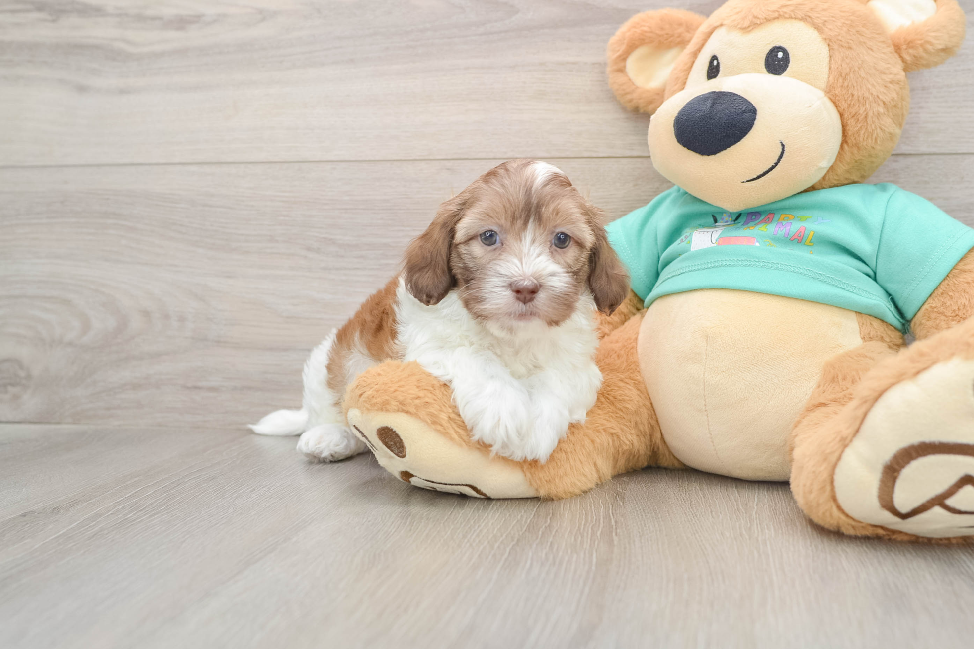 Popular Shih Poo Irene: 4lb 13oz Doodle Puppy