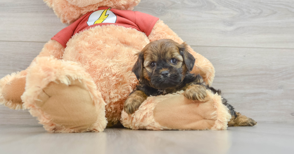 Petite Shih Poo Isaac: 3lb 5oz Doodle Puppy