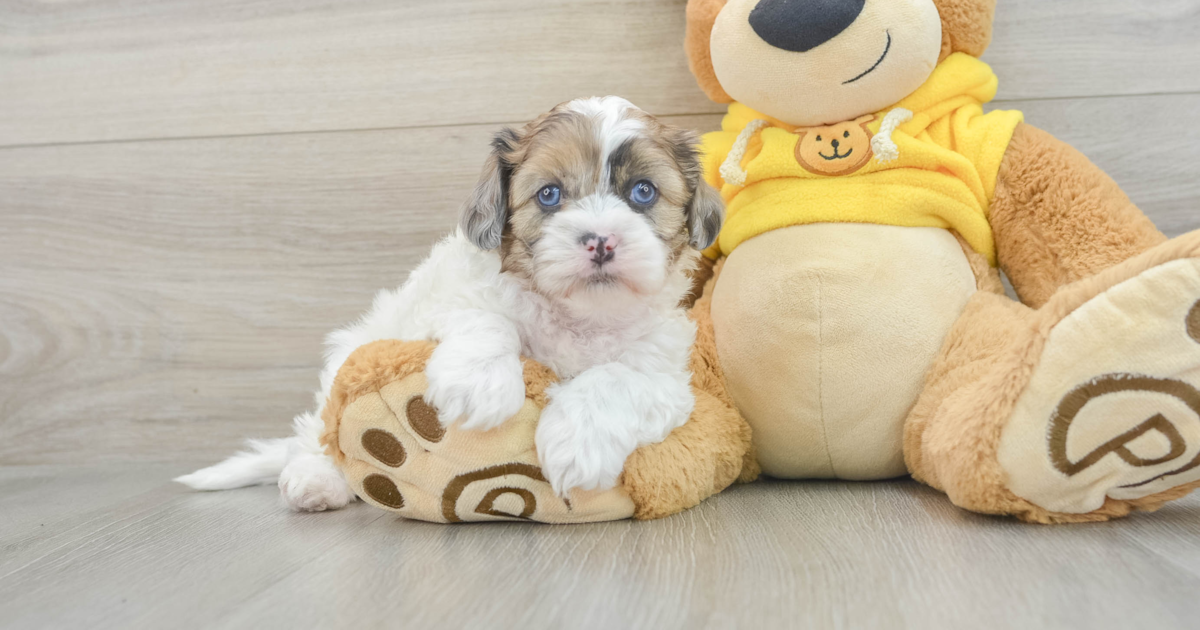 Friendly Shih Poo Isaac: 4lb 12oz Doodle Puppy