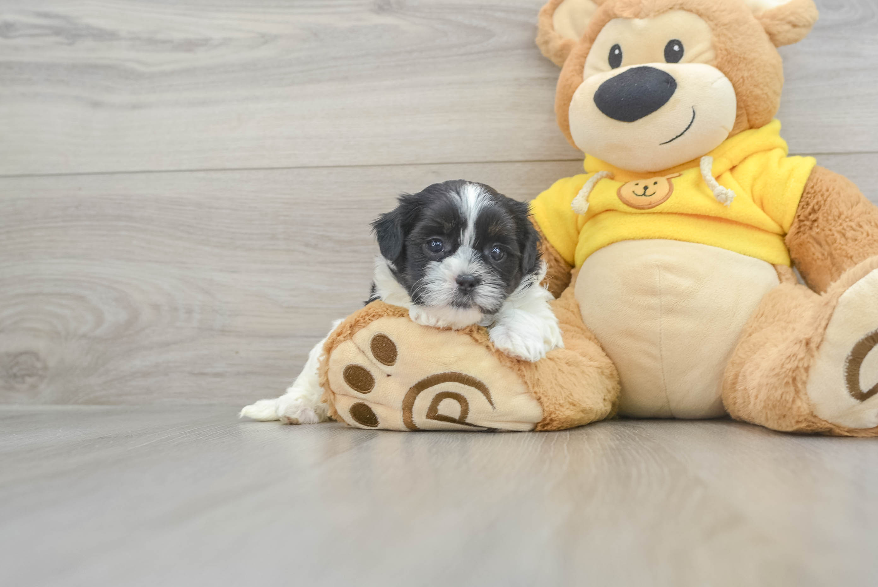 Sweet Shih Poo Janet: 2lb 8oz Doodle Puppy