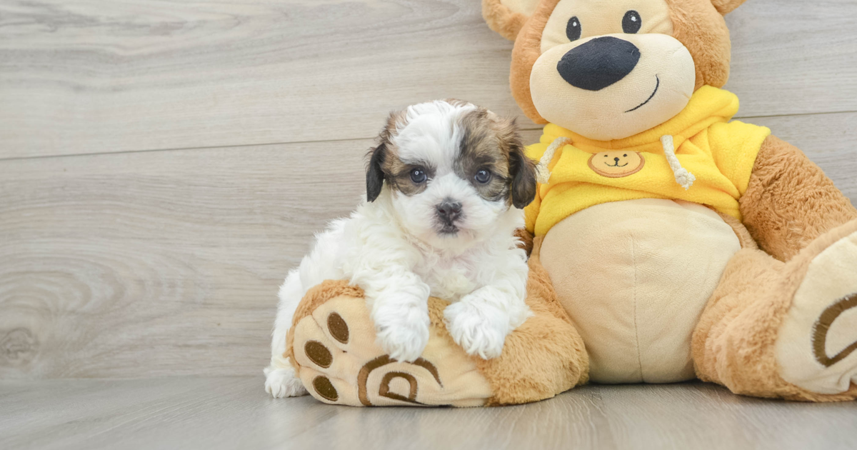 Hypoallergenic Shih Poo Janet: 3lb 12oz Doodle Puppy