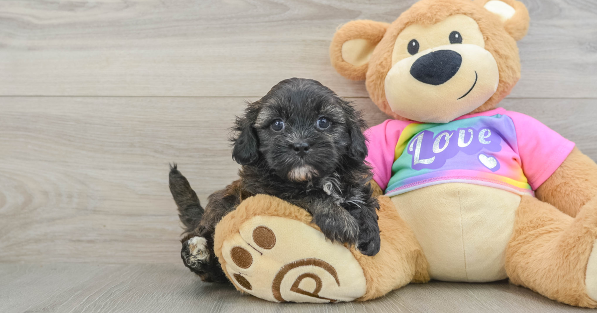 Little Shih Poo Janet: 3lb 8oz Doodle Puppy