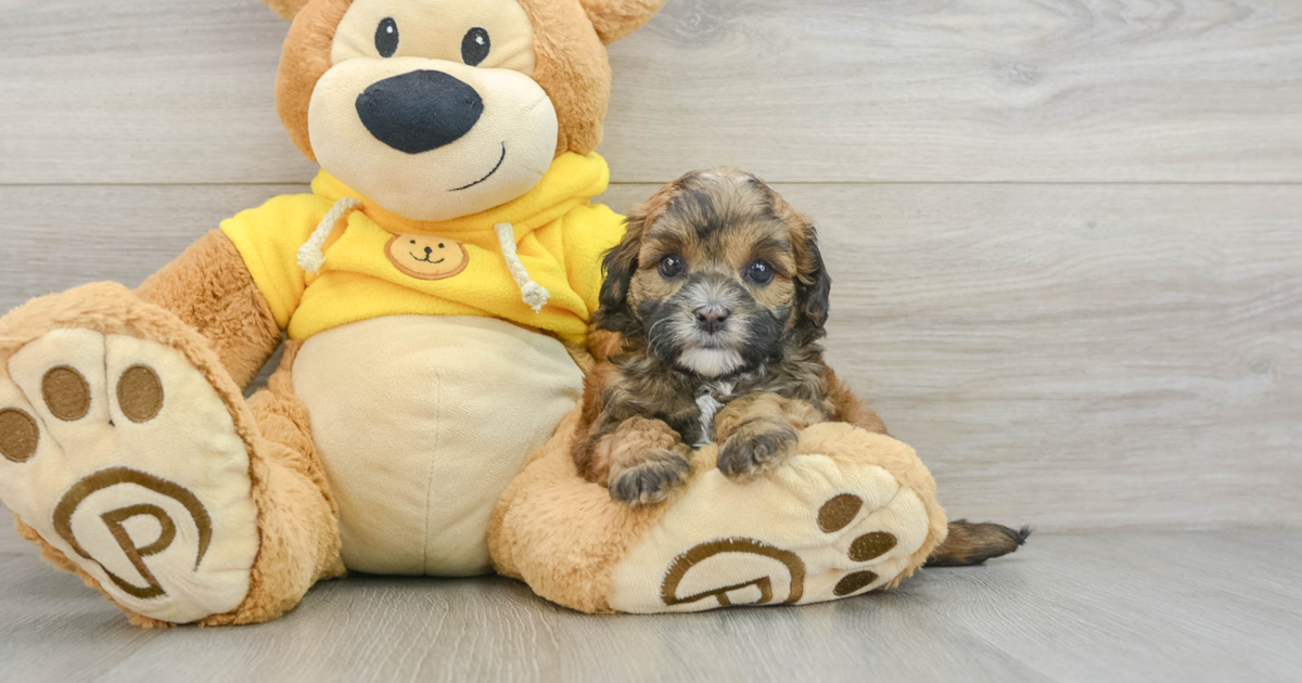 Playful Shih Poo Jean: 2lb 6oz Doodle Puppy