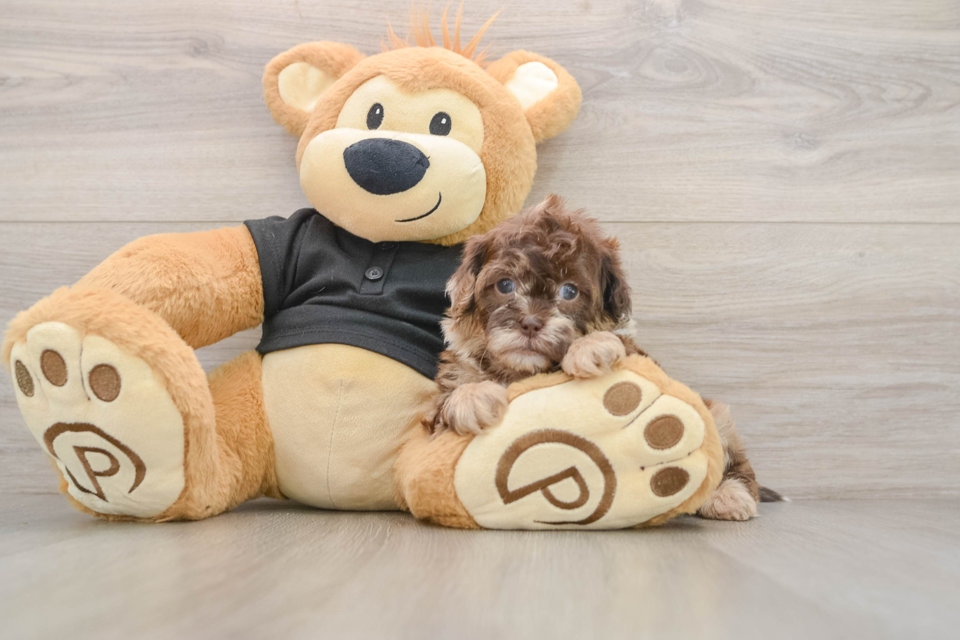 Sweet Shih Poo Joann: 3lb 5oz Doodle Puppy