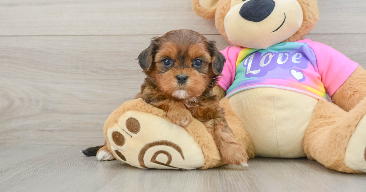Hypoallergenic Shih Poo Laura: 3lb 3oz Doodle Puppy