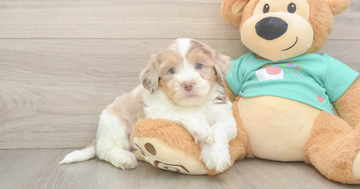 Smart Shih Poo Laura: 5lb 3oz Doodle Puppy