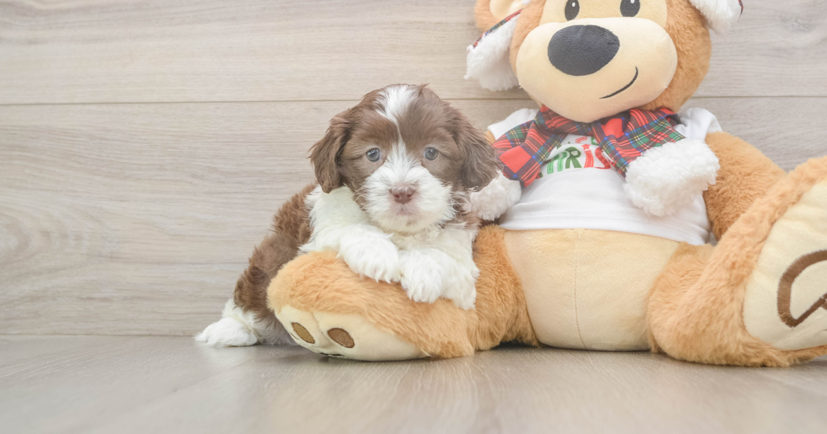 Small Shih Poo Laura: 4lb 12oz Doodle Puppy