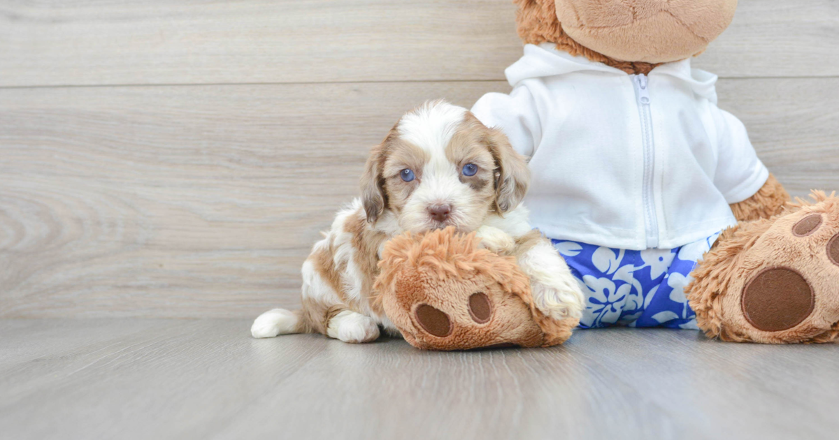 Sweet Shih Poo Leah: 2lb 14oz Doodle Puppy