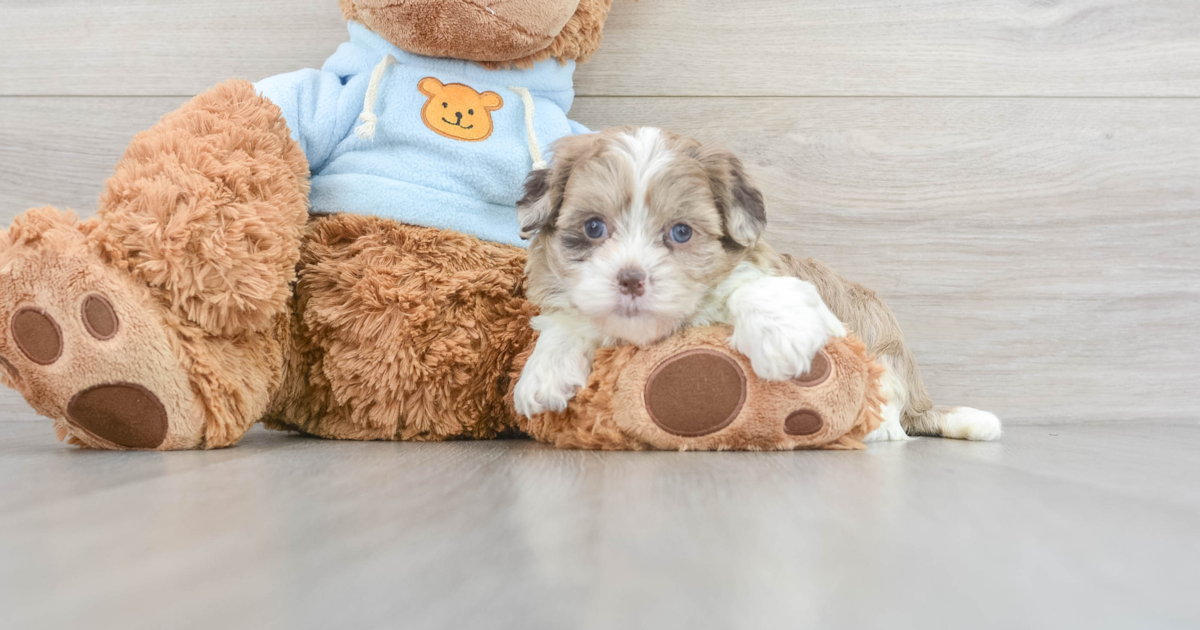 Hypoallergenic Shih Poo Leah: 3lb 3oz Doodle Puppy