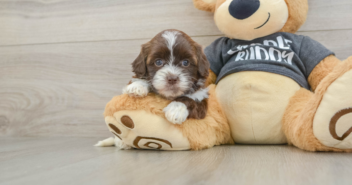 Friendly Shih Poo Leah: 3lb 12oz Doodle Puppy