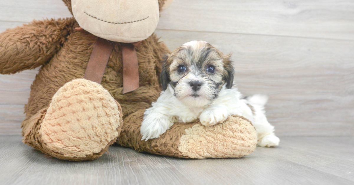 Small Shih Poo Leah: 3lb 2oz Doodle Puppy