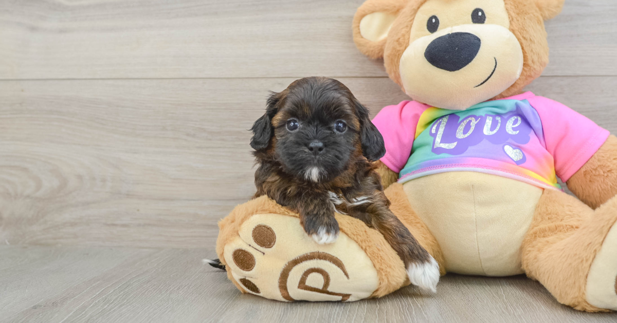 Little Shih Poo Lindsey: 2lb 15oz Doodle Puppy
