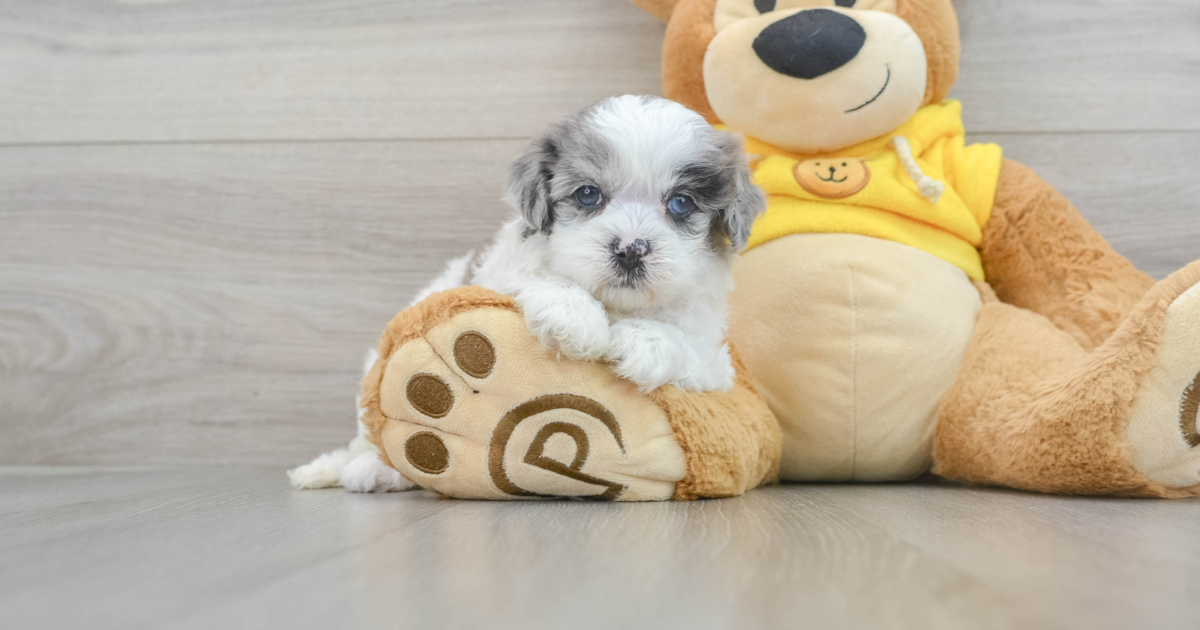 Hypoallergenic Shih Poo Maddie: 3lb 4oz Doodle Puppy