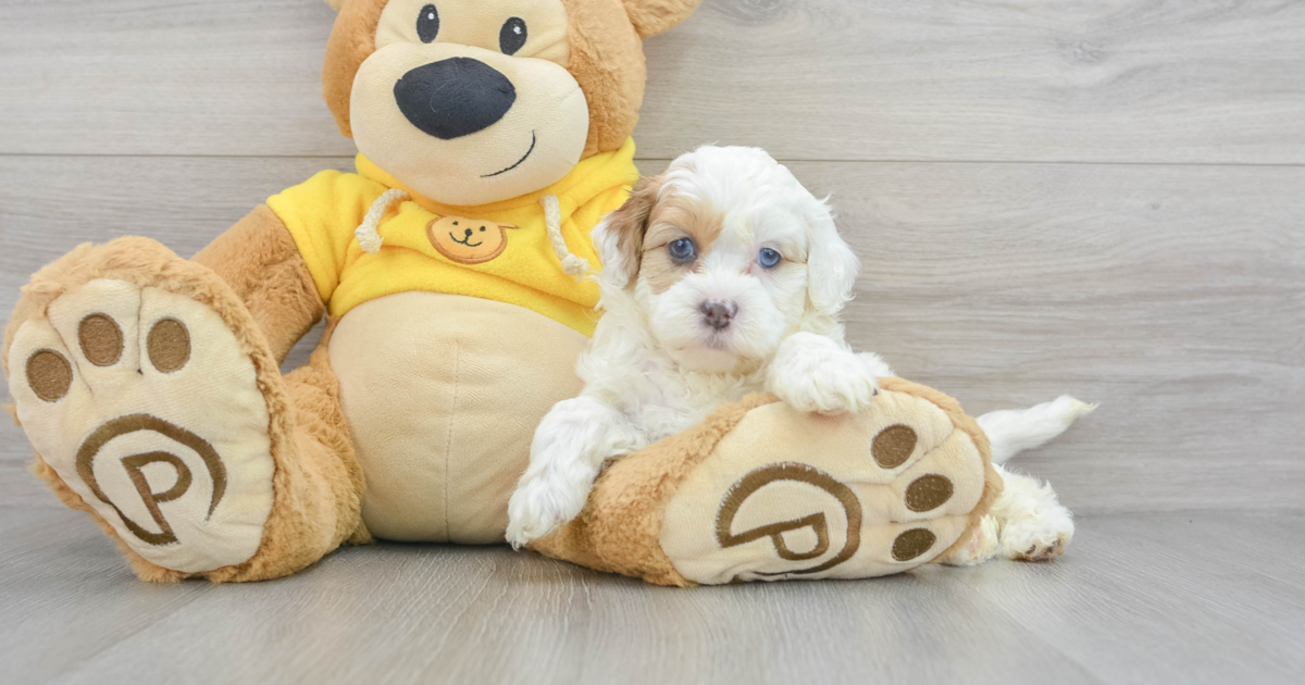 Hypoallergenic Shih Poo Marcy: 4lb 2oz Doodle Puppy