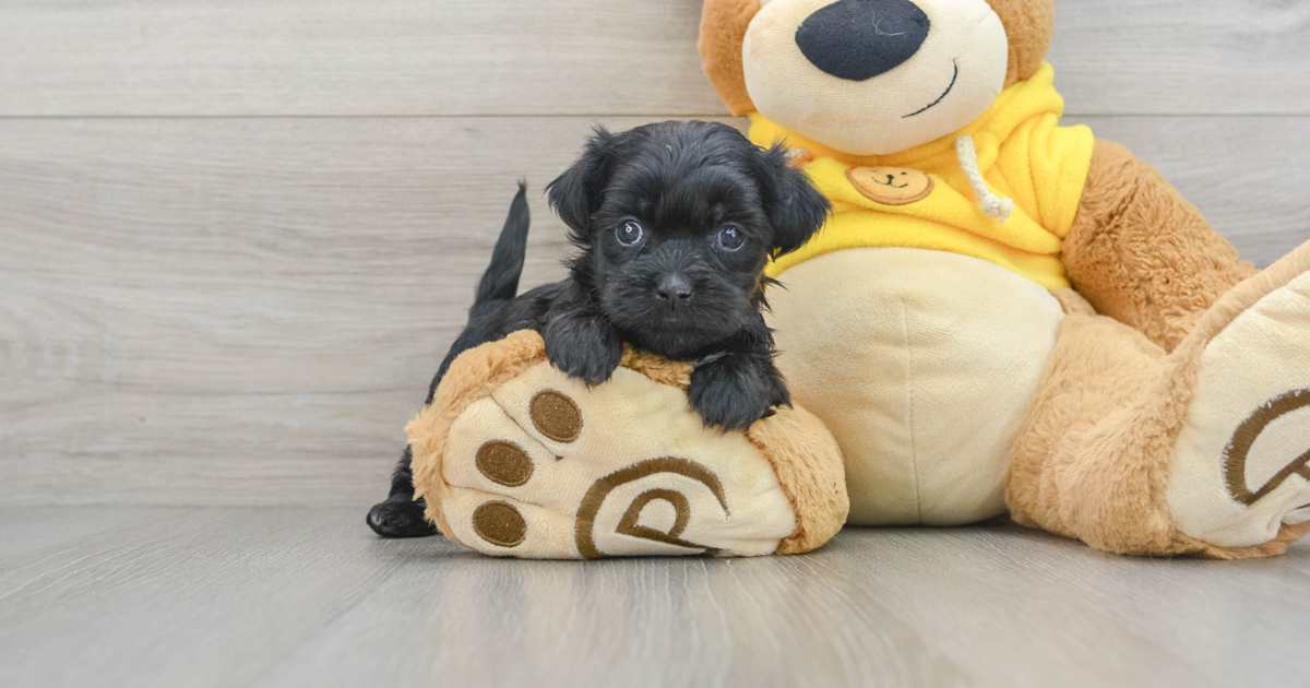 Playful Shih Poo Monica: 2lb 11oz Doodle Puppy