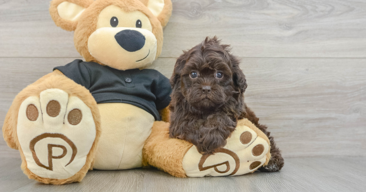 Smart Shih Poo Natalie: 4lb 1oz Doodle Puppy