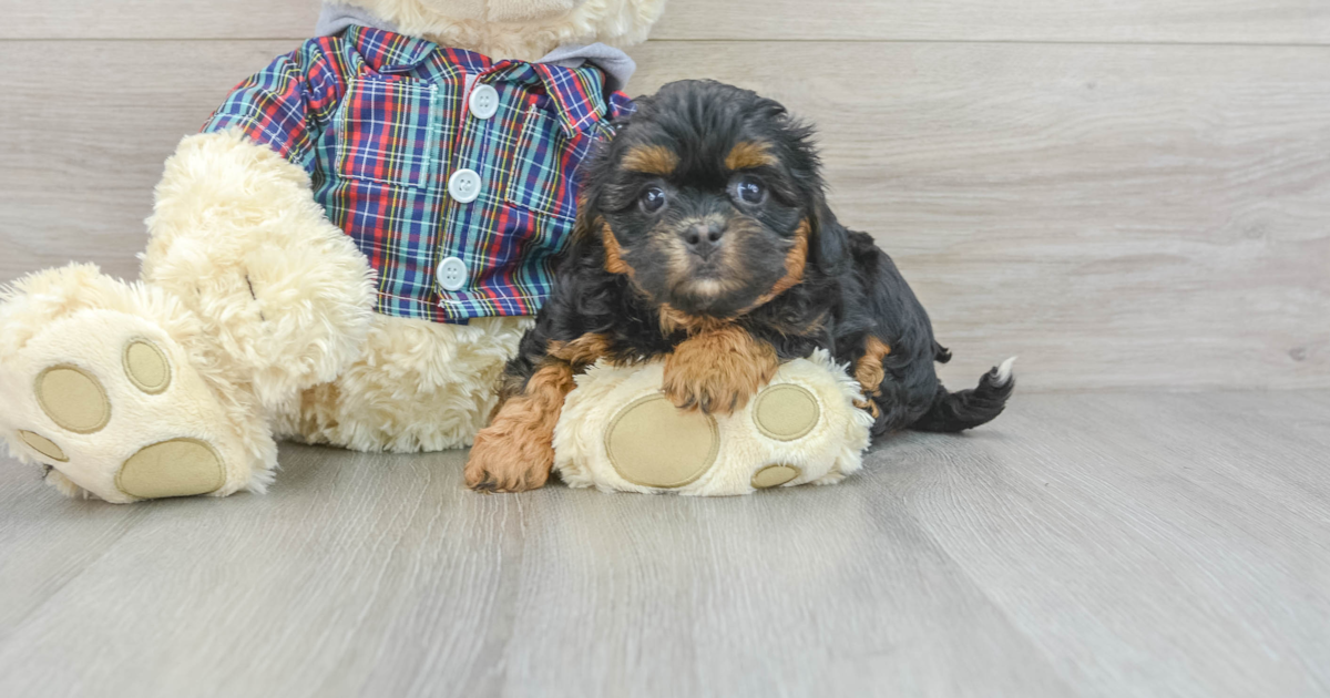 Hypoallergenic Shih Poo Nebula: 3lb 15oz Doodle Puppy