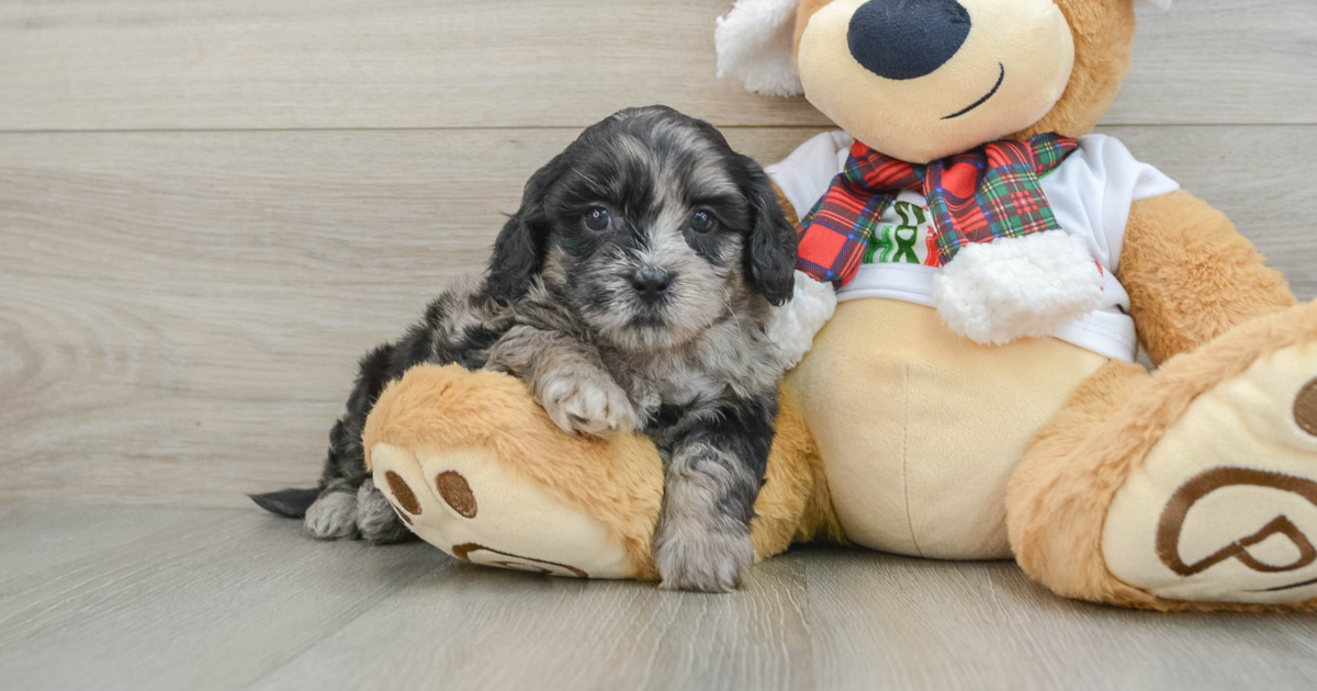 Happy Shih Poo Neuman: 5lb 8oz Doodle Puppy