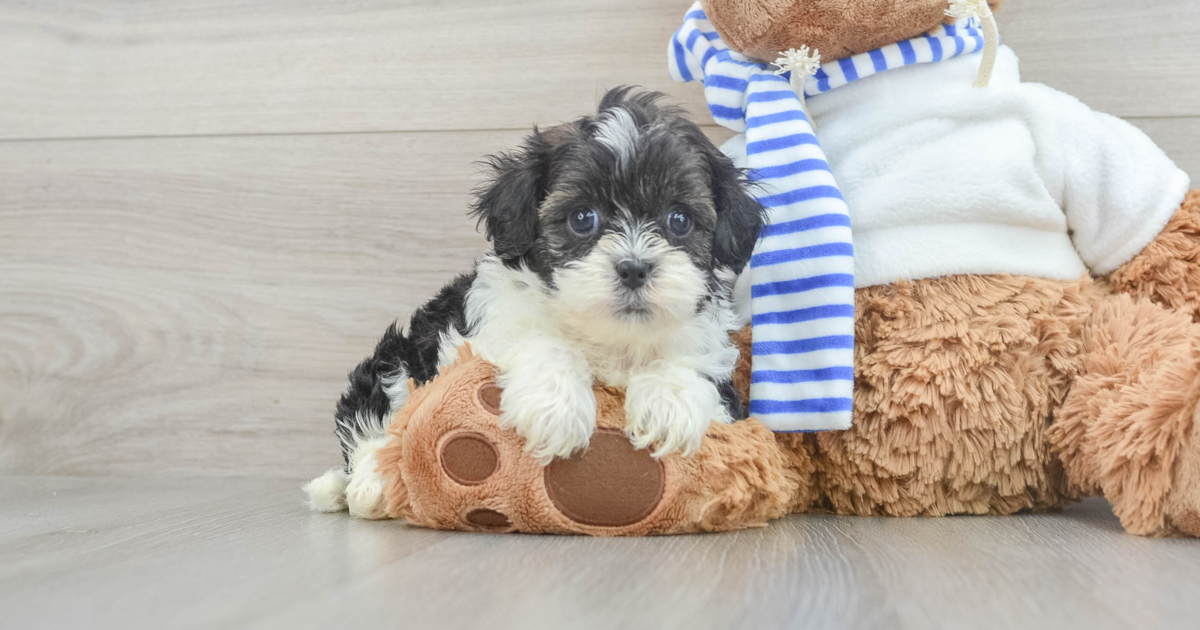Happy Shih Poo Oakley: 3lb 11oz Doodle Puppy