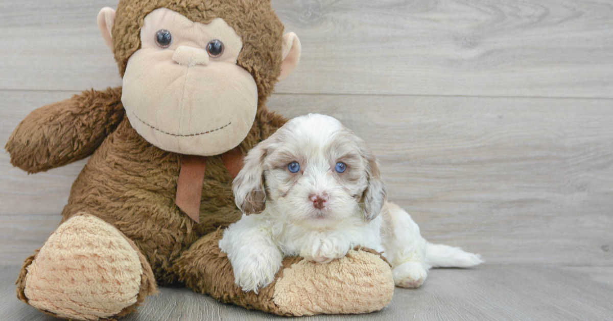 Fluffy Shih Poo Oreo: 4lb 3oz Doodle Puppy
