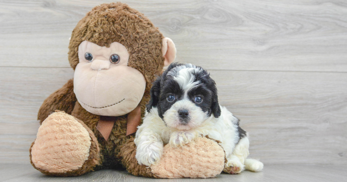 Petite Shih Poo Oreo: 4lb 13oz Doodle Puppy