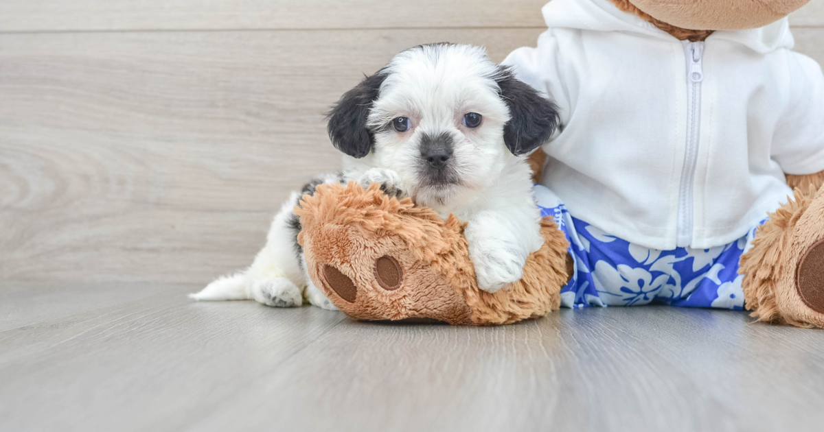 Hypoallergenic Shih Poo Oreo: 2lb 11oz Doodle Puppy