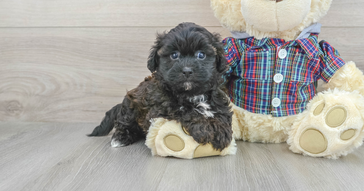 Fluffy Shih Poo Oreo: 4lb 2oz Doodle Puppy