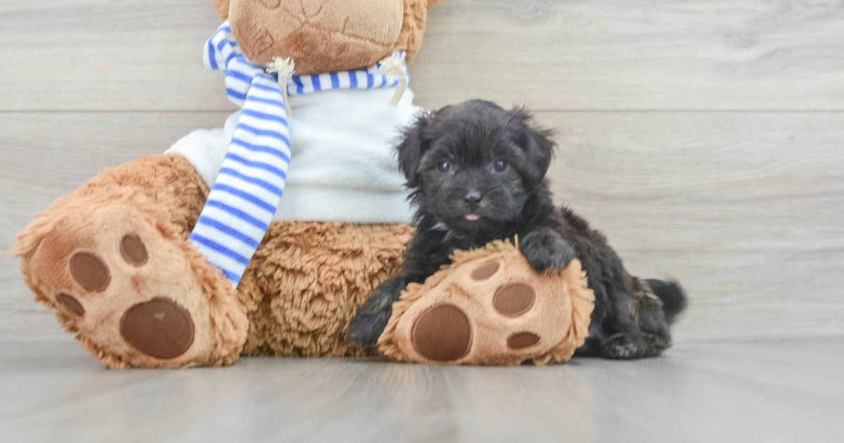 Popular Shih Poo Oreo: 3lb 5oz Doodle Puppy