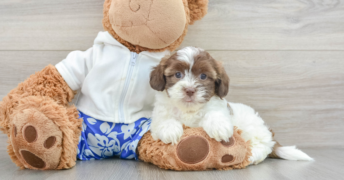 Energetic Shih Poo Oreo: 3lb 15oz Doodle Puppy