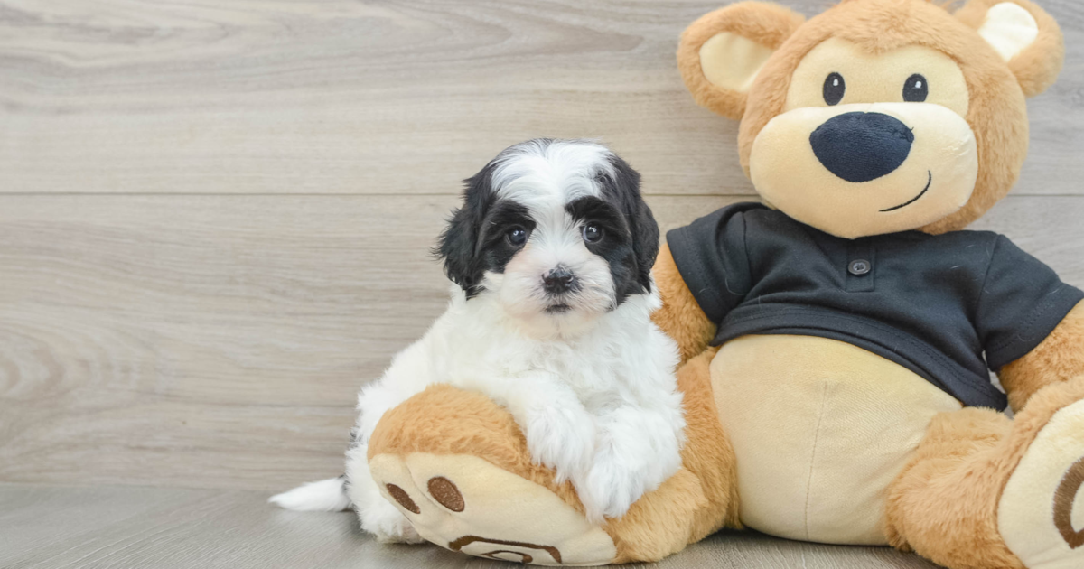 Adorable Shih Poo Oreo: 3lb 4oz Doodle Puppy