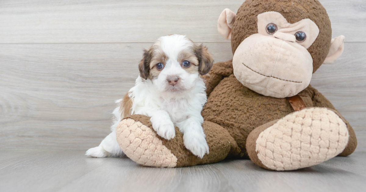 Funny Shih Poo Oreo: 2lb 13oz Doodle Puppy