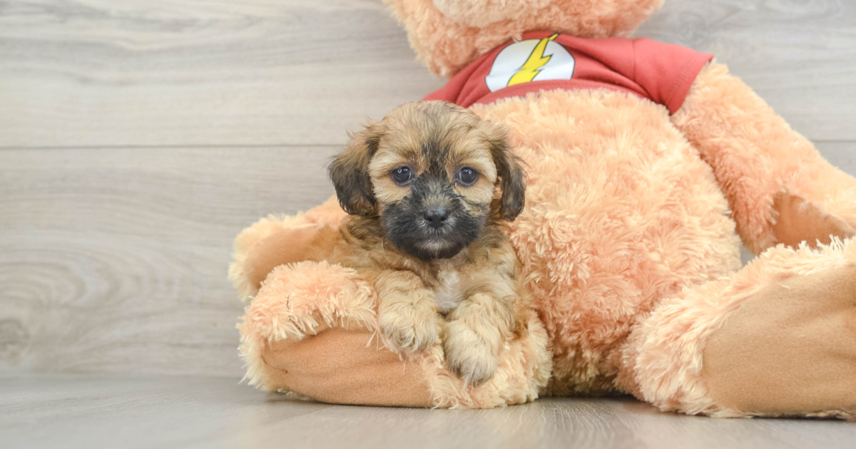 Fluffy Shih Poo Papi: 3lb 5oz Doodle Puppy