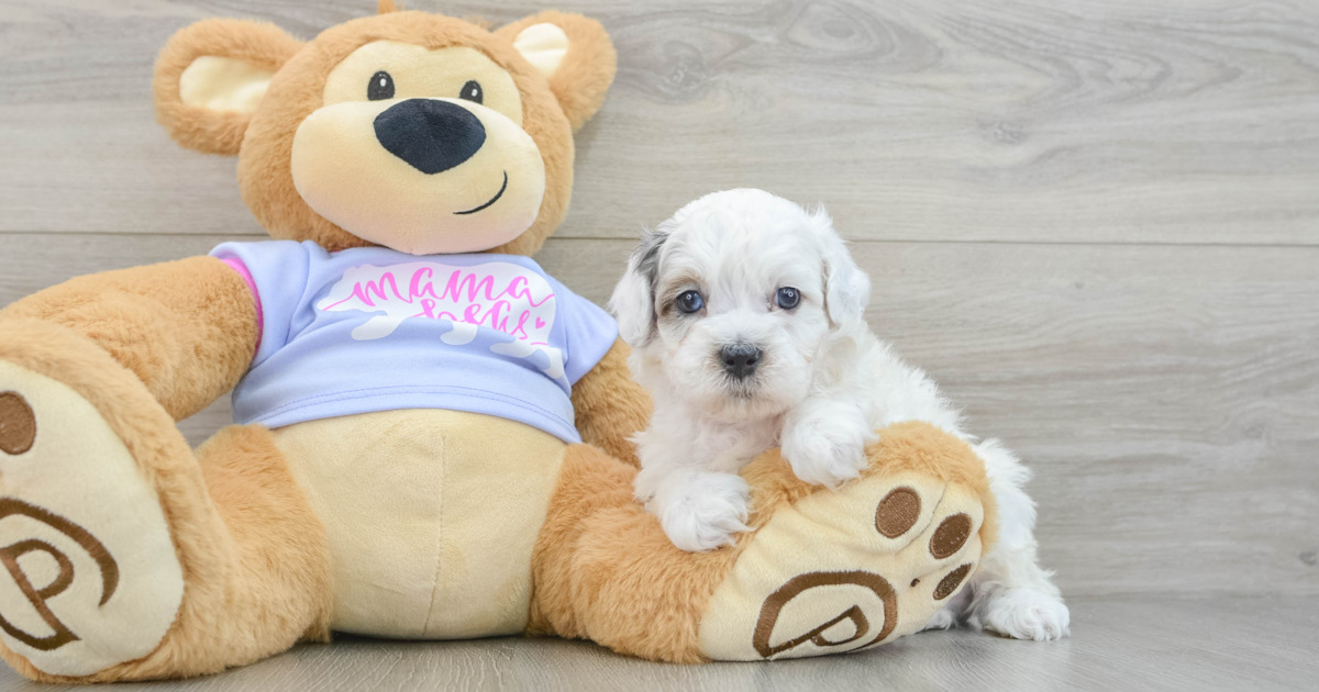Small Shih Poo Papi: 4lb 9oz Doodle Puppy