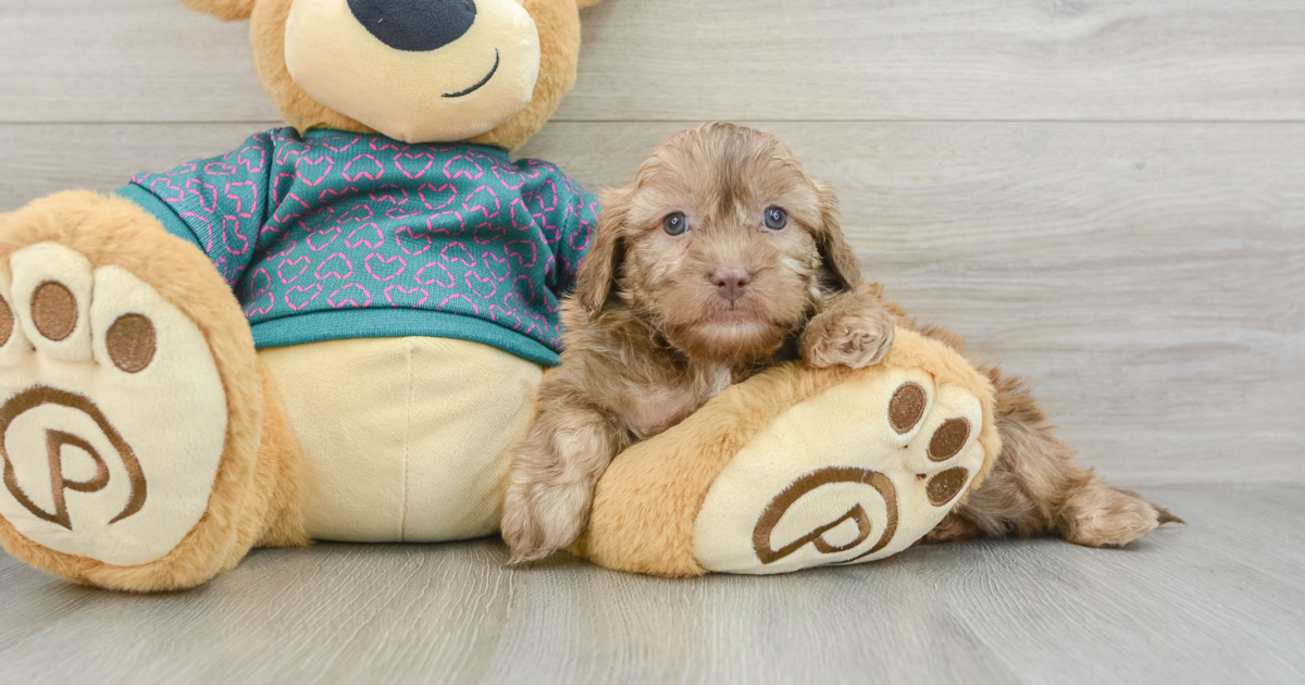 Happy Shih Poo Papi: 4lb 10oz Doodle Puppy