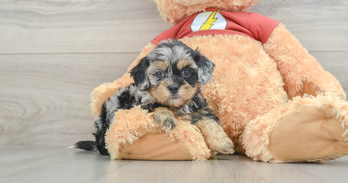 Small Shih Poo Pharo: 2lb 14oz Doodle Puppy