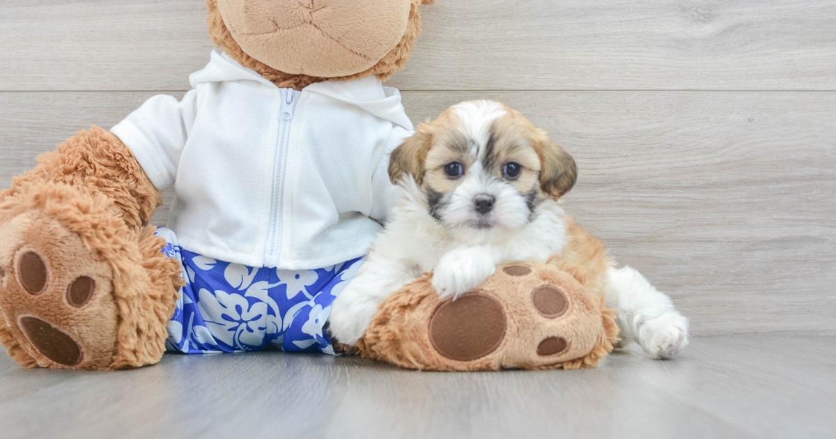 Little Shih Poo Poetry: 2lb 15oz Doodle Puppy
