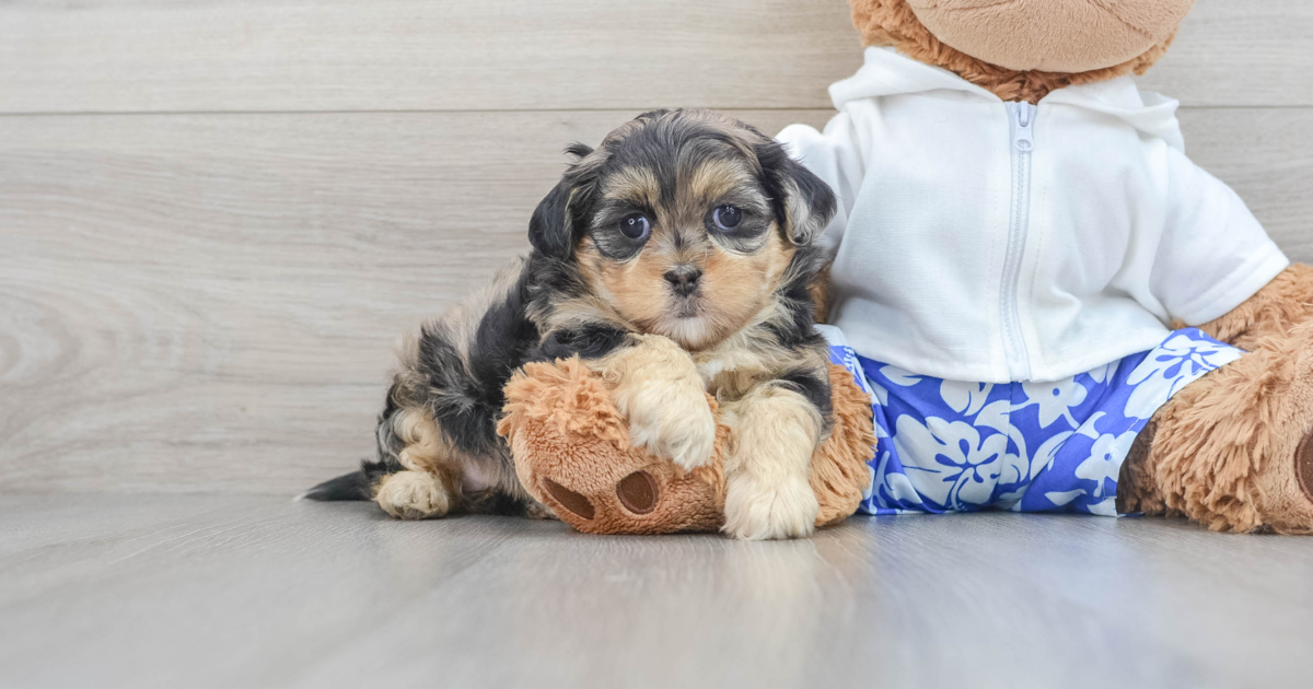 Sweet Shih Poo Posie: 3lb 4oz Doodle Puppy