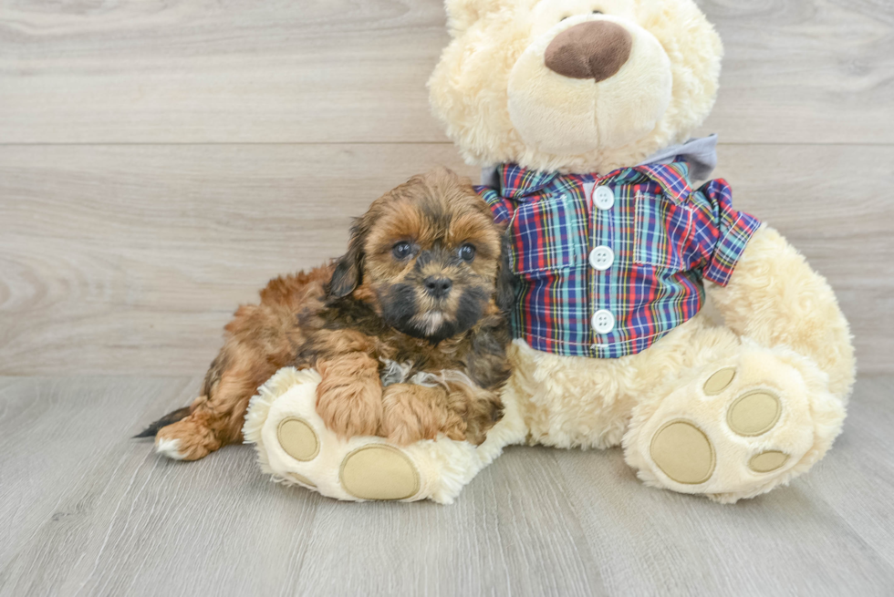 Smart Shih Poo Samuel: 4lb 3oz Doodle Puppy