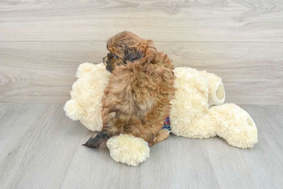 Smart Shih Poo Samuel: 4lb 3oz Doodle Puppy