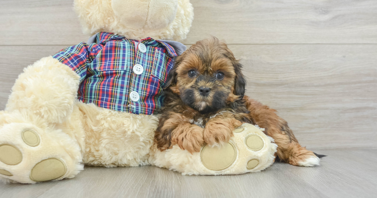 Smart Shih Poo Samuel: 4lb 3oz Doodle Puppy