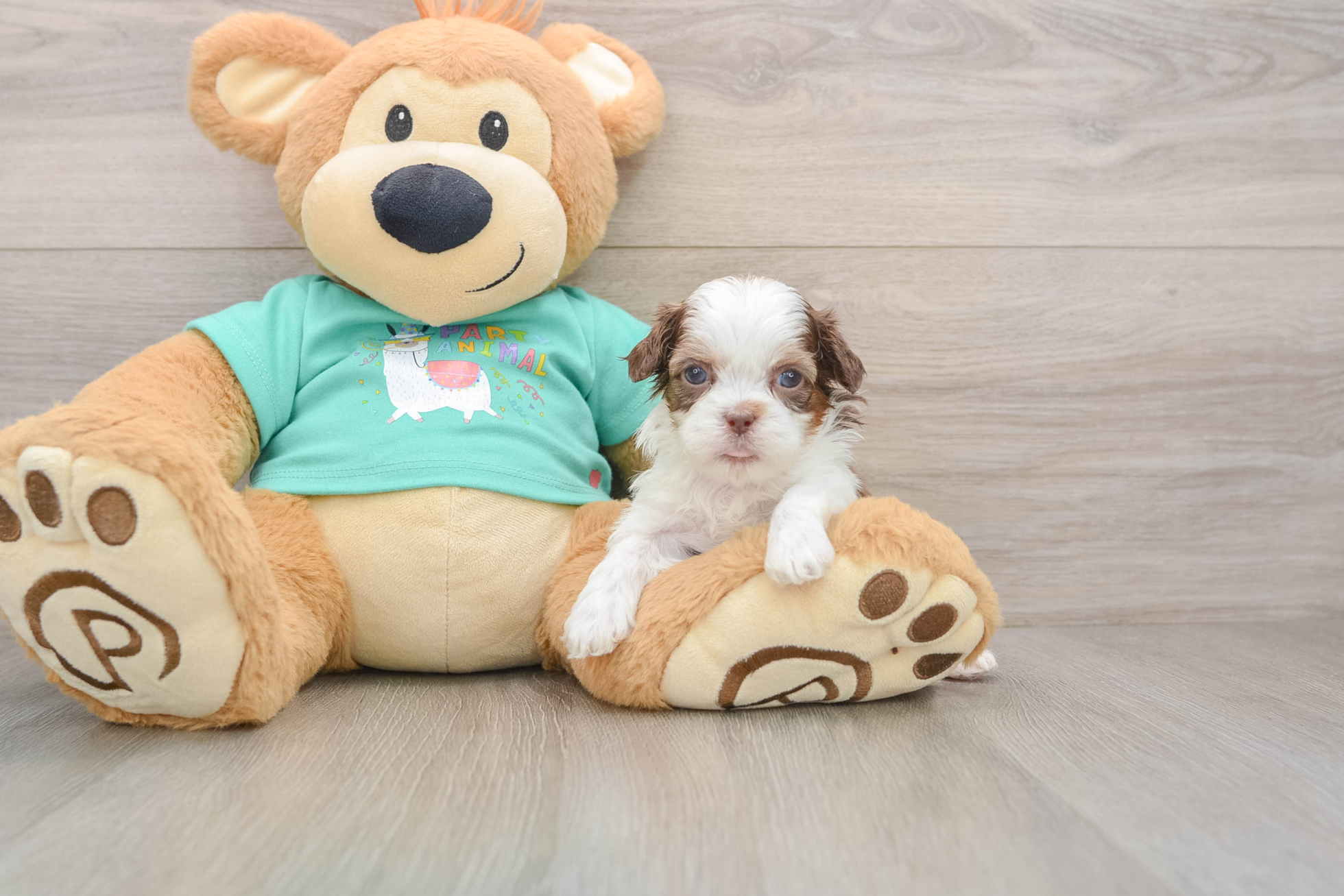Shih Poo Samuel: 1lb 6oz Doodle Puppy
