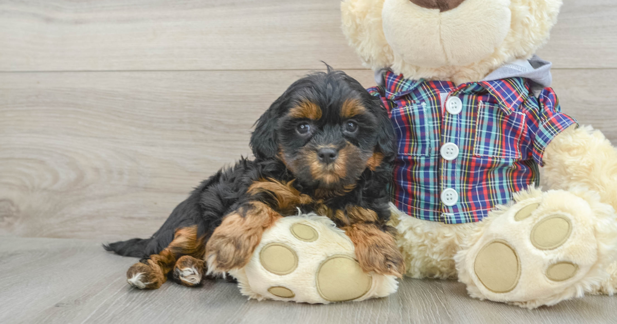 Friendly Shih Poo Sandra: 3lb 13oz Doodle Puppy