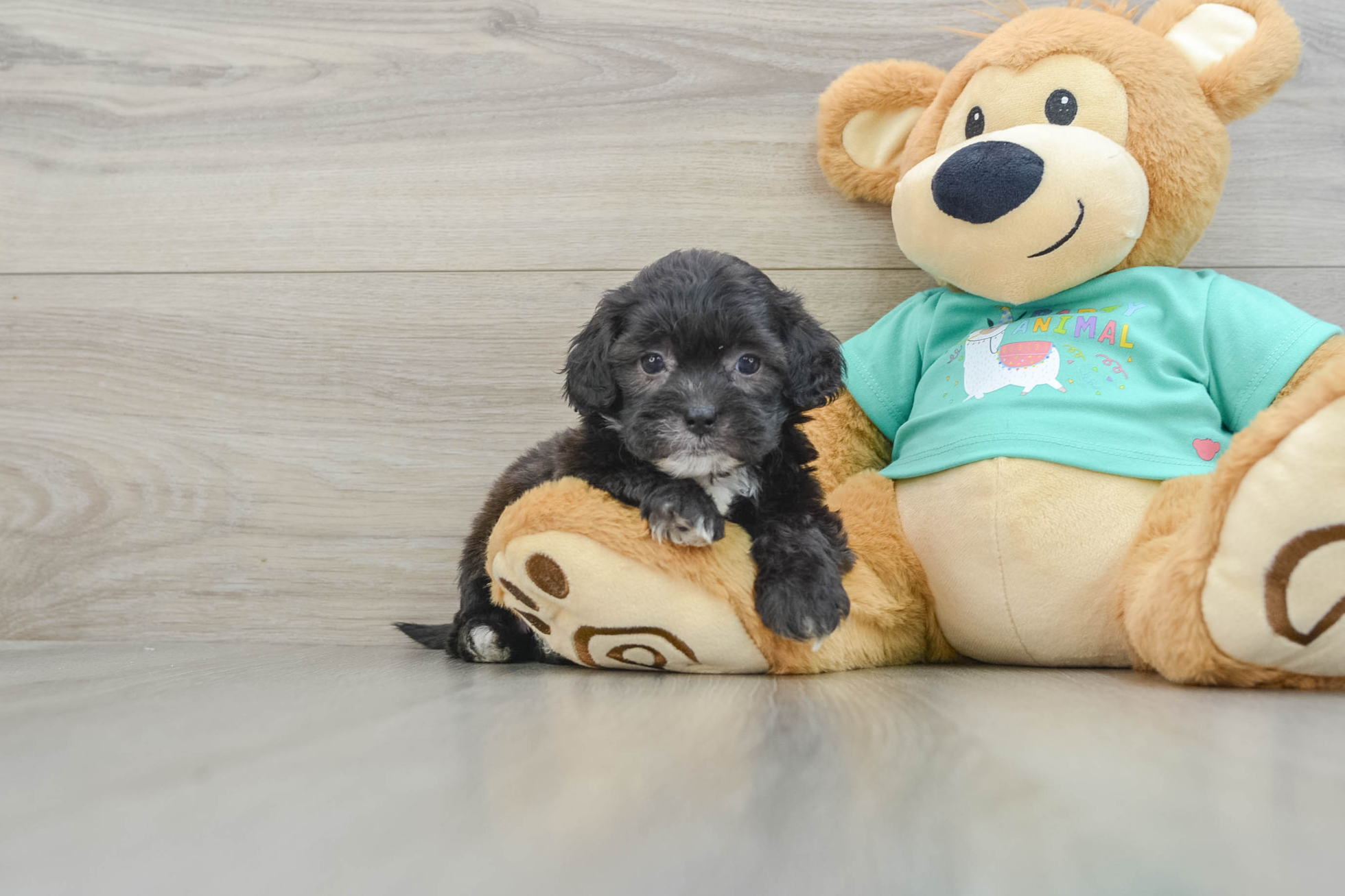 Smart Shih Poo Sandra: 3lb 6oz Doodle Puppy