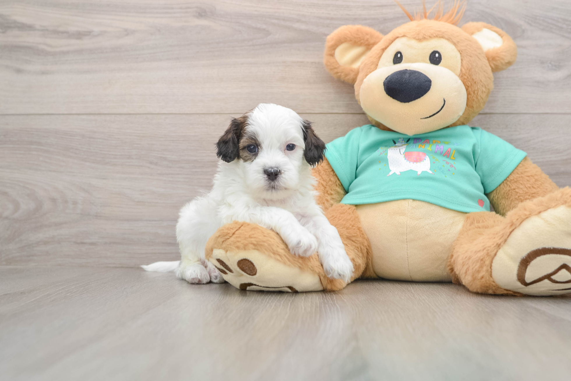 Shih Poo Scotty: 2lb 4oz Doodle Puppy