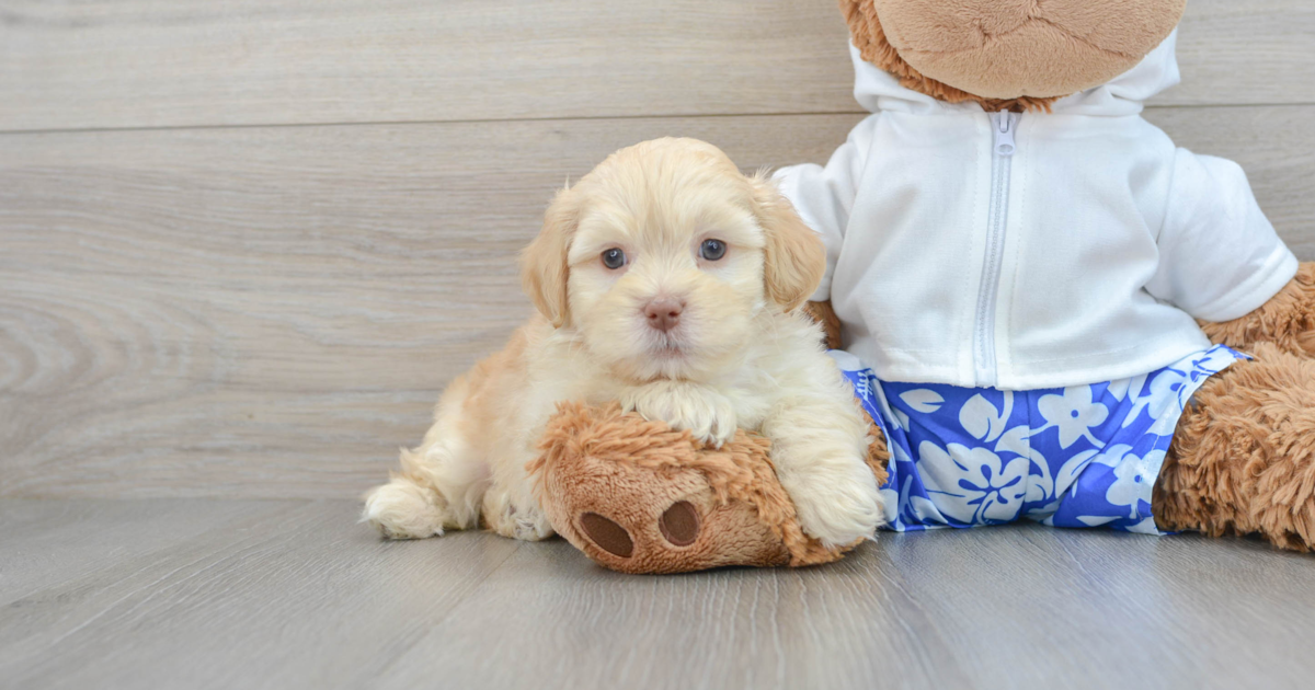 Adorable Shih Poo Shane: 3lb 14oz Doodle Puppy